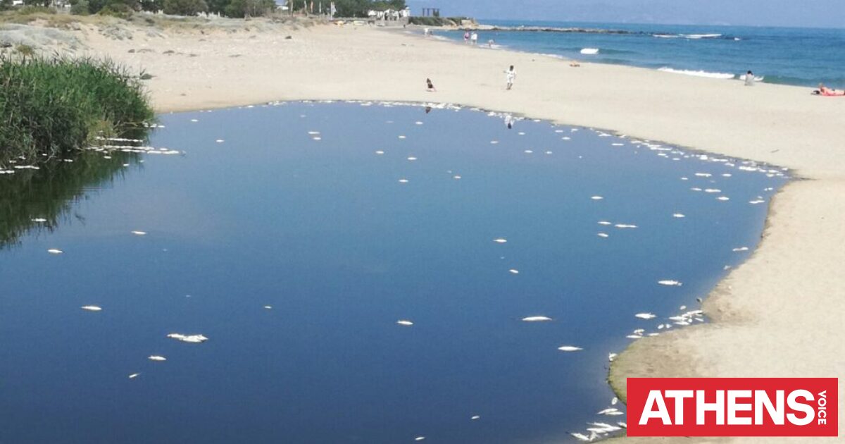 Κρήτη: Εκατοντάδες νεκρά ψάρια στις εκβολές του Αποσελέμη στο Ηράκλειο ...