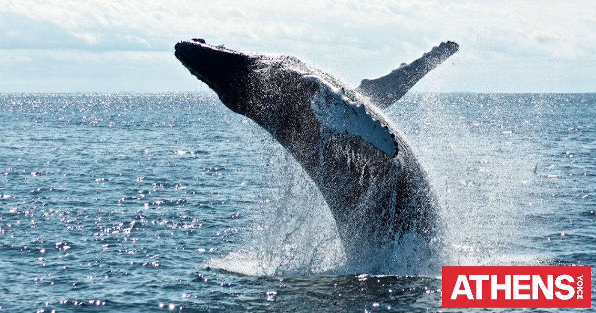 Η στιγμή που τεράστια φάλαινα πετάγεται δίπλα σε μικρό σκάφος (βίντεο ...
