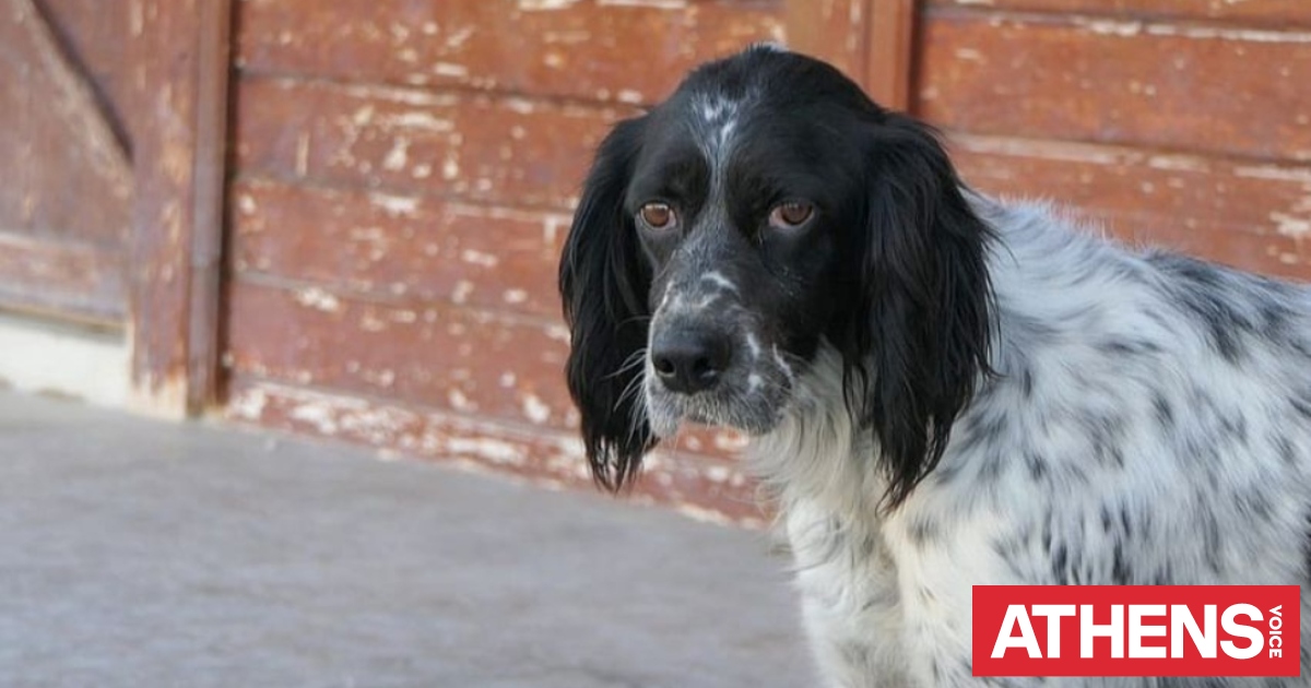 Animal’s Voice: τα αδέσποτα και η ηθική μας υποχρέωση | Athens Voice
