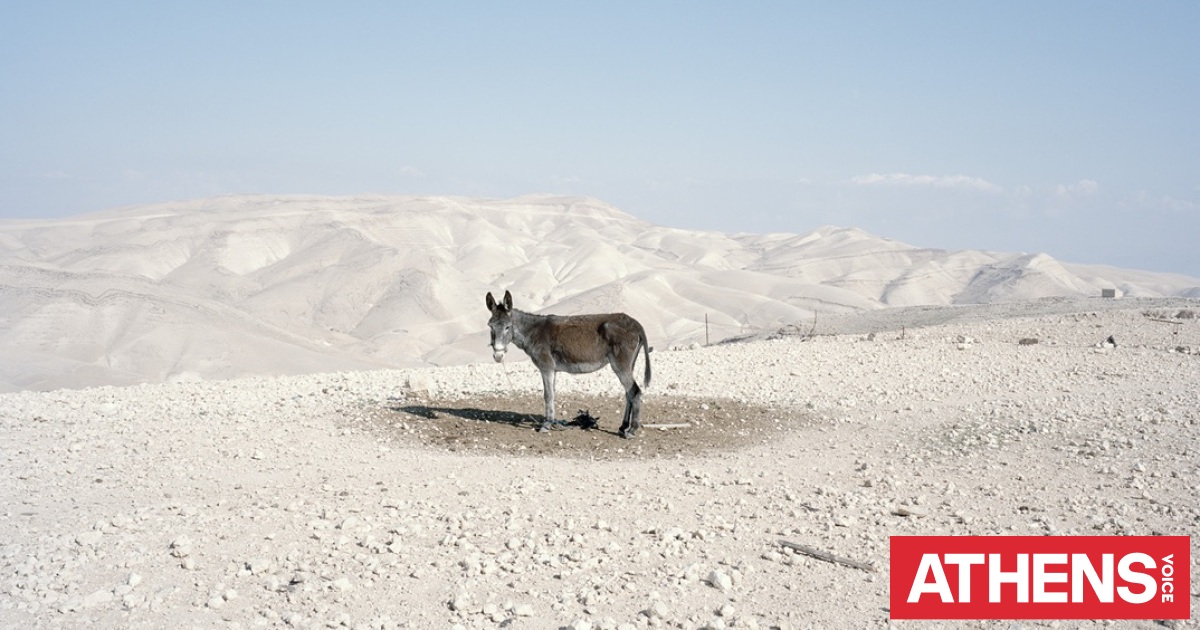 Why Look at Animals?: 60 διεθνείς καλλιτέχνες εκθέτουν έργα για τη ...