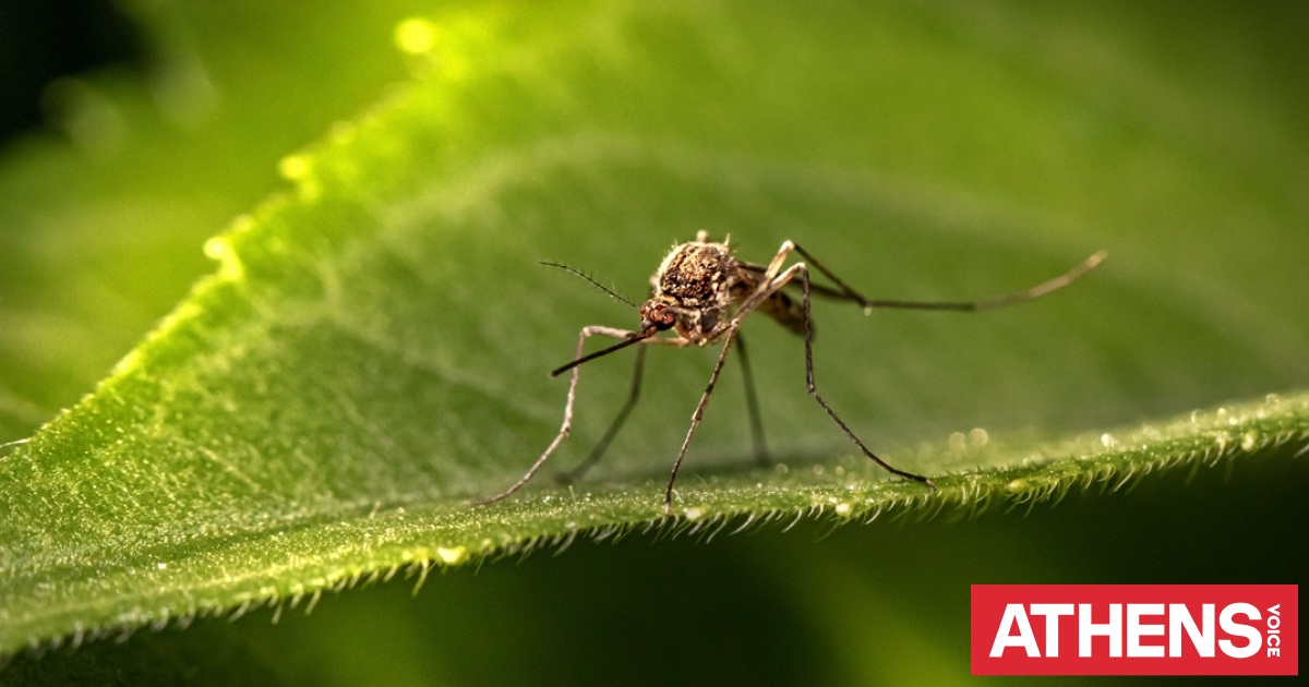Κουνούπια εντοπίστηκαν για πρώτη φορά στην Ισλανδία | Athens Voice