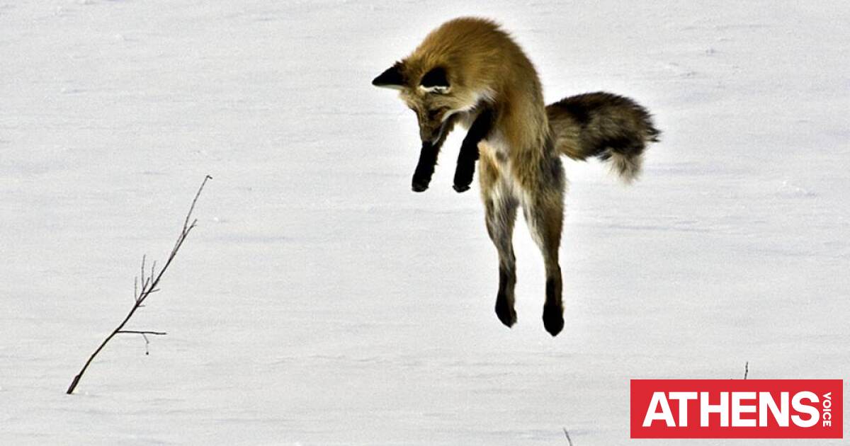 Fox snow diving | Athens Voice