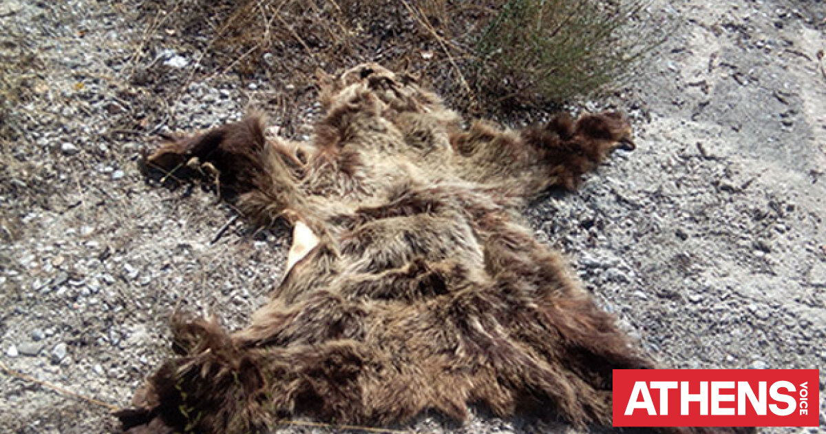 Σκότωσαν αρκούδα για το δέρμα της - Τι καταγγέλλει ο «Αρκτούρος ...