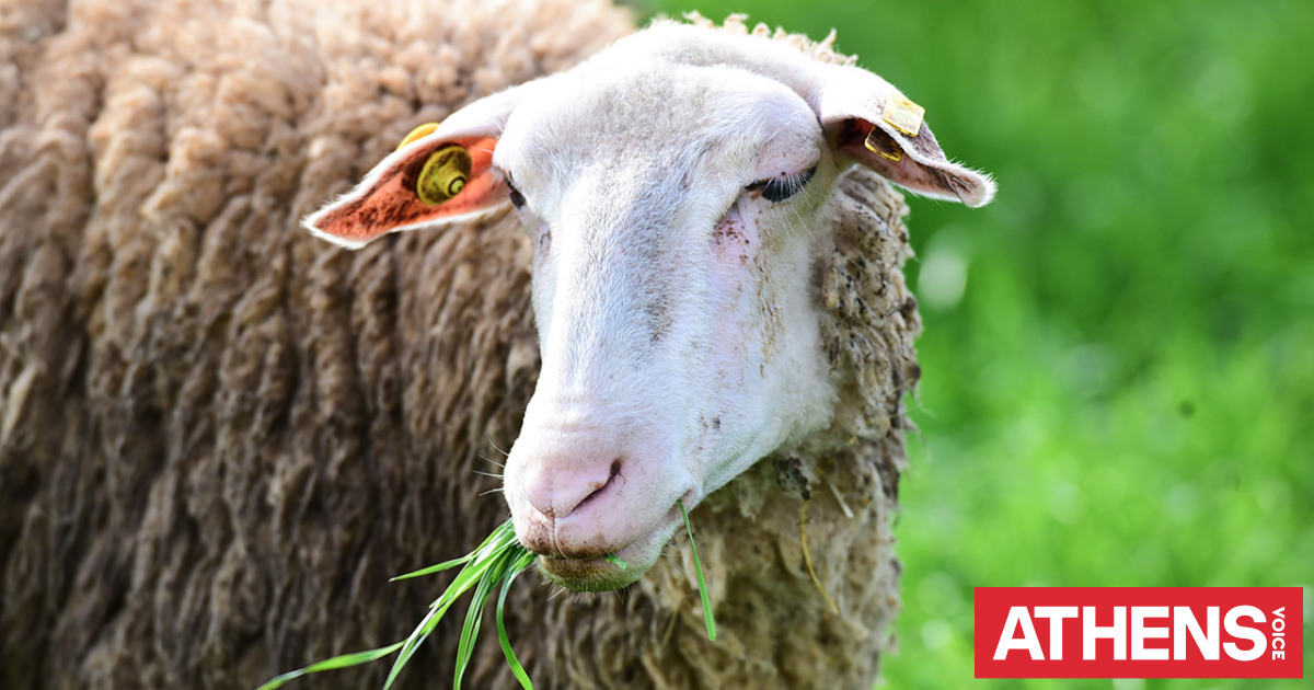 Η επαφή με τα πρόβατα ευνοεί τη σκλήρυνση κατά πλάκας; | Athens Voice