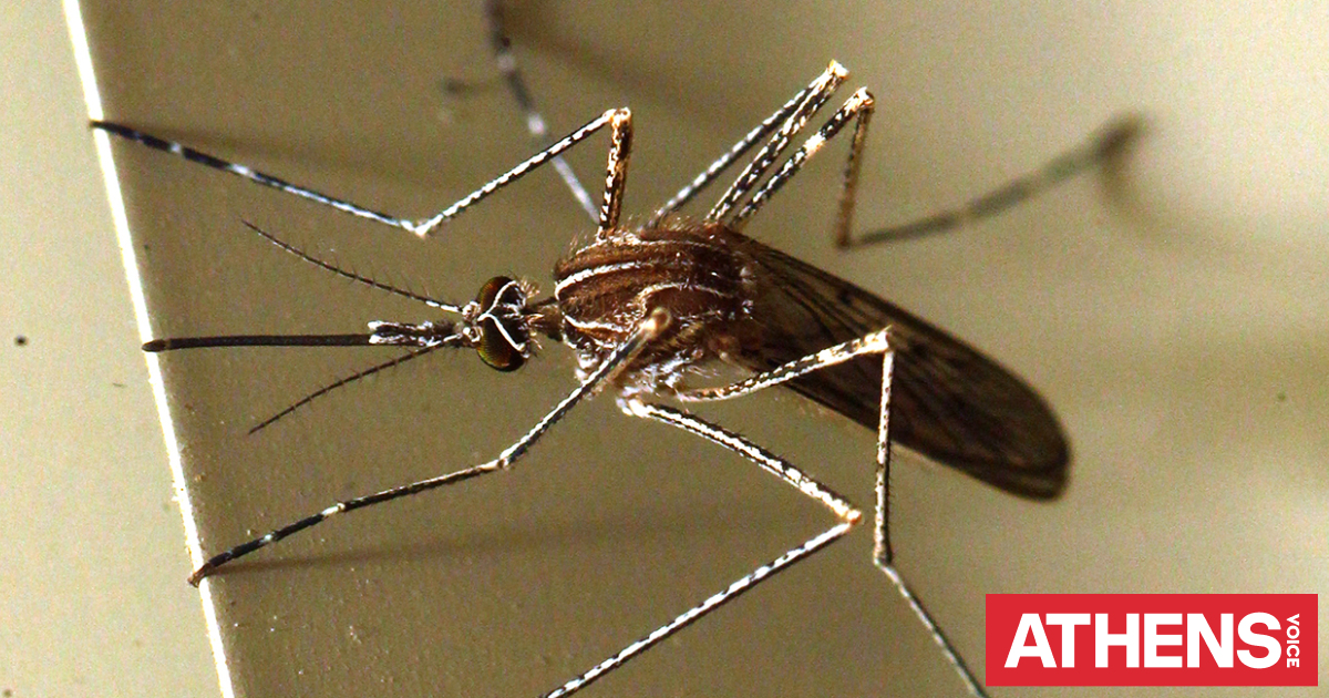 Ύποπτο κρούσμα του ιού του Δυτικού Νείλου στην Κρήτη - Στην εντατική ...