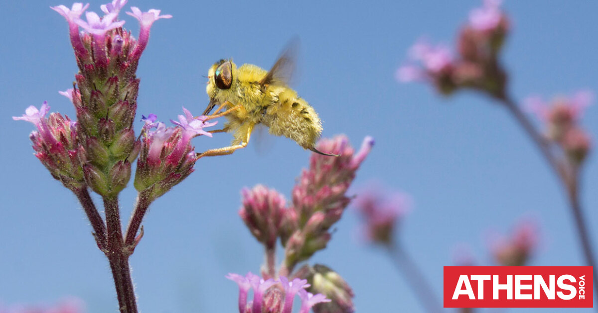 Έρευνα: Μειώνονται ραγδαία τα έντομα | Athens Voice