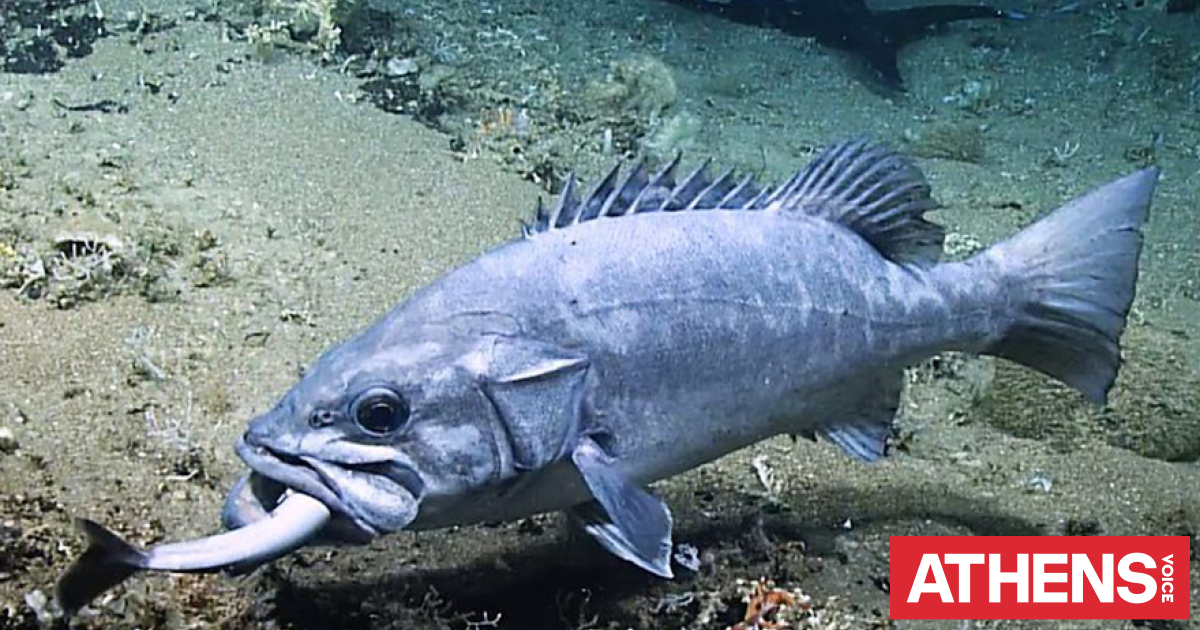 Wreckfish: Το ψάρι που καταβροχθίζει ανυποψίαστα καρχαριάκια | Athens Voice
