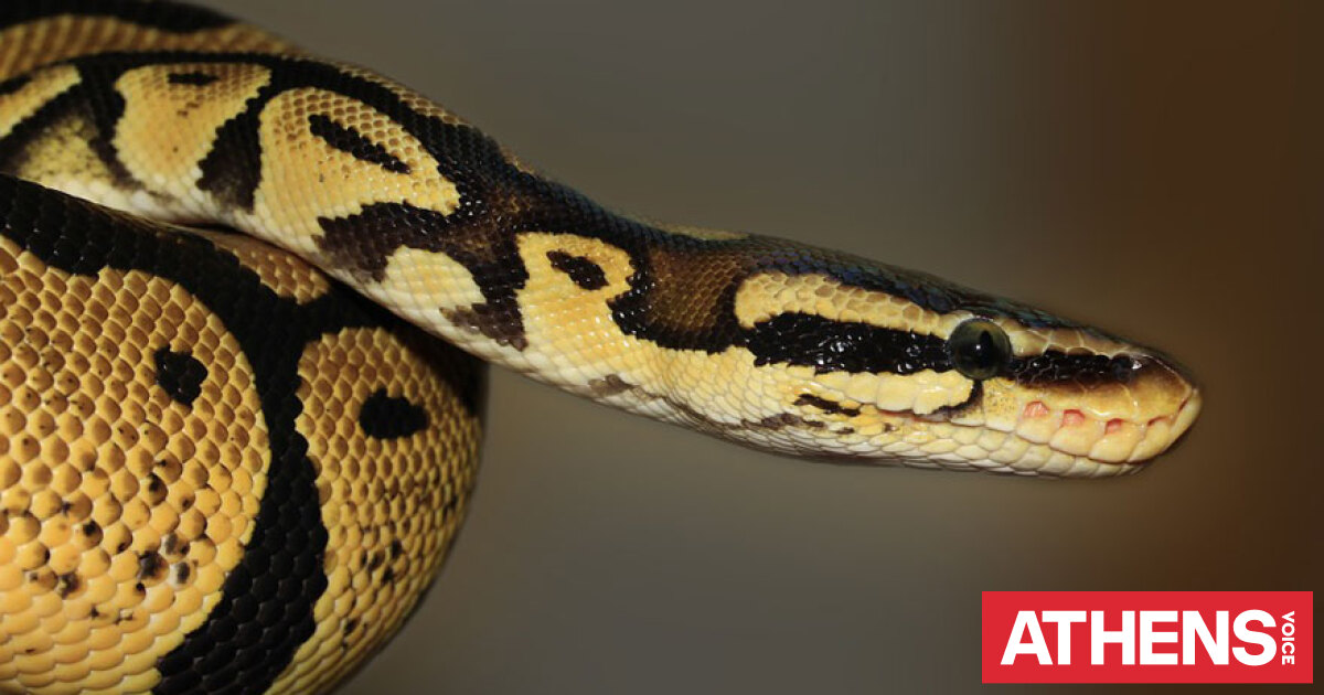 ΗΠΑ: Γυναίκα βρέθηκε νεκρή με έναν πύθωνα γύρω από τον λαιμό της ...