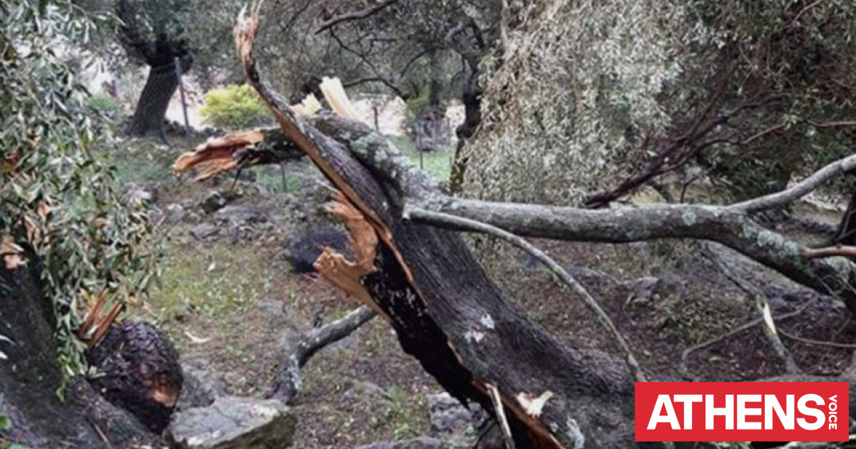 Κέρκυρα: Στο σκοτάδι λόγω κεραυνού σπίτια - Έπεσαν δέντρα (εικόνες ...