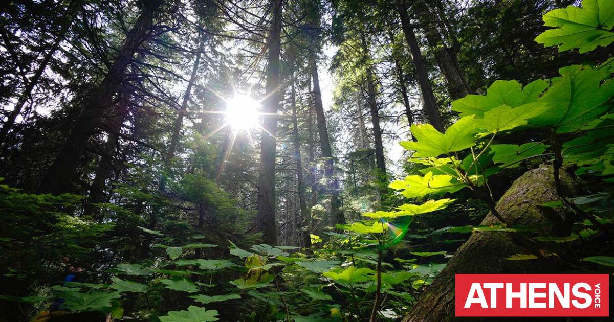 Δείτε Live: ECOVOICE και Free Thinking Zone: Τι είδους χώρα θέλουμε ...
