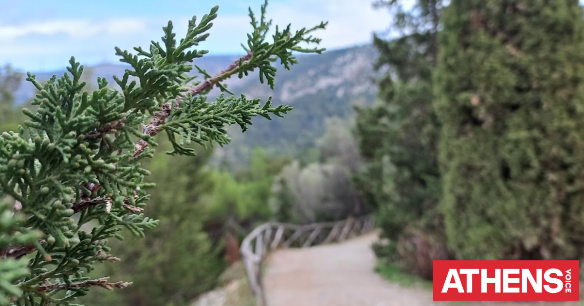 Δάσος Καισαριανής: Μία όαση 10 λεπτά από το κέντρο της Αθήνας | Athens ...