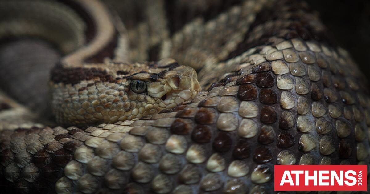 Φωλιά με οχιές εντοπίστηκε σε νηπιαγωγείο του Λαγκαδά | Athens Voice