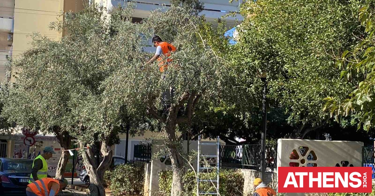 Πού θα μαζέψεις ελιές μέσα στην Αθήνα; (…γίνεται!) | Athens Voice