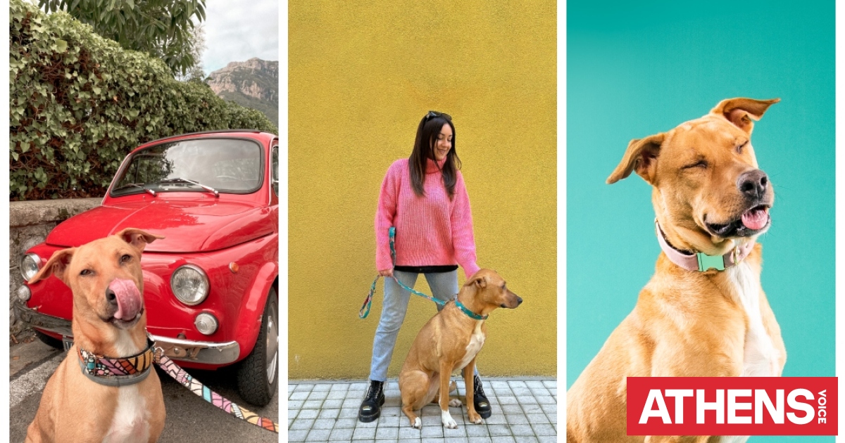 «Floofers»: Η Ματίνα Δημητριάδου δημιουργεί χειροποίητα luxury κολάρα ...