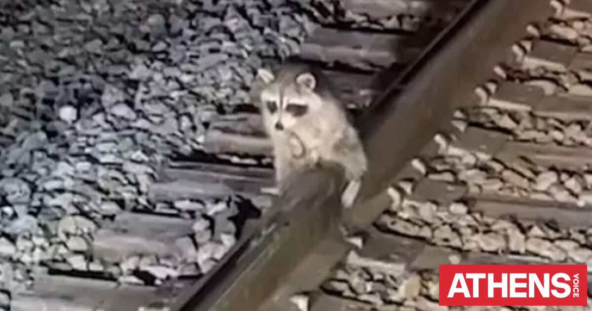 ΗΠΑ: Εργάτης σε σιδηρόδρομο έσωσε ρακούν που «κόλλησε» στις ράγες ...