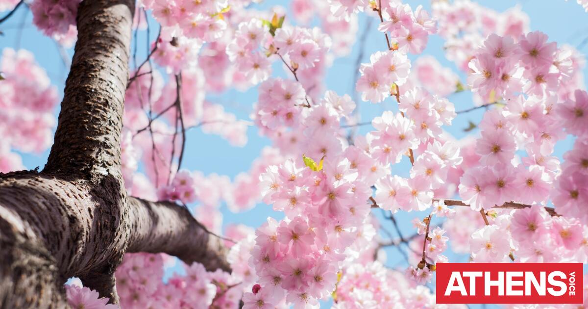Εαρινή ισημερία 2024: Πότε πέφτει η πρώτη μέρα της Άνοιξης | Athens Voice