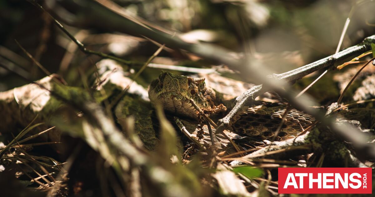 Βόλος: Γυναίκα κινδύνευσε μετά από δάγκωμα οχιάς | Athens Voice
