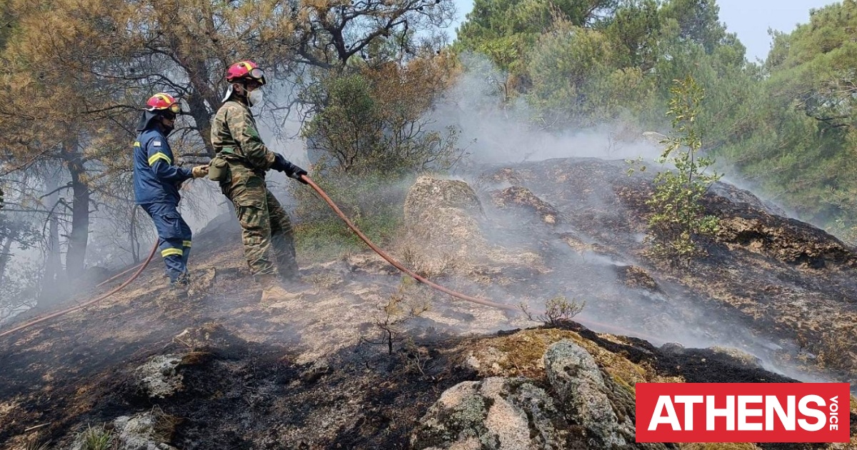 Δημητρακόπουλος - ΑΠΘ: «Το δάσος της Δαδιάς χάθηκε για πάντα» | Athens ...