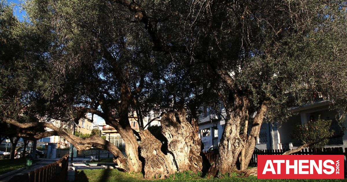 Πού βρίσκεται η αρχαιότερη ελιά της Αττικής; | Athens Voice