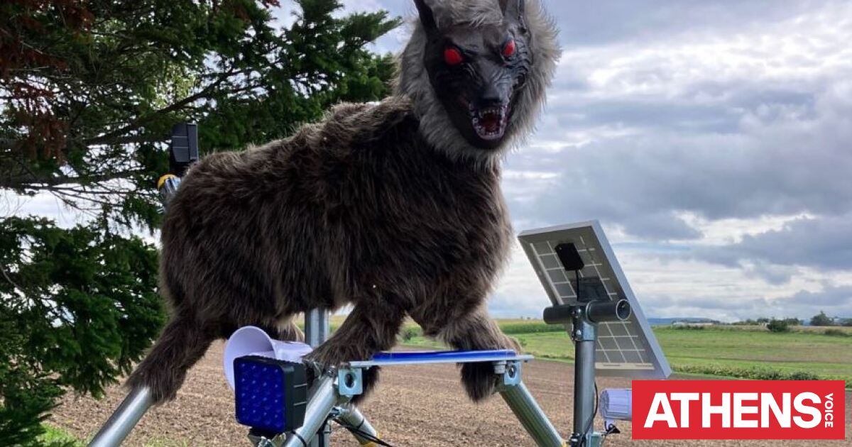 Ιαπωνία: Viral ο λύκος-ρομπότ που φοβίζει αρκούδες | Athens Voice