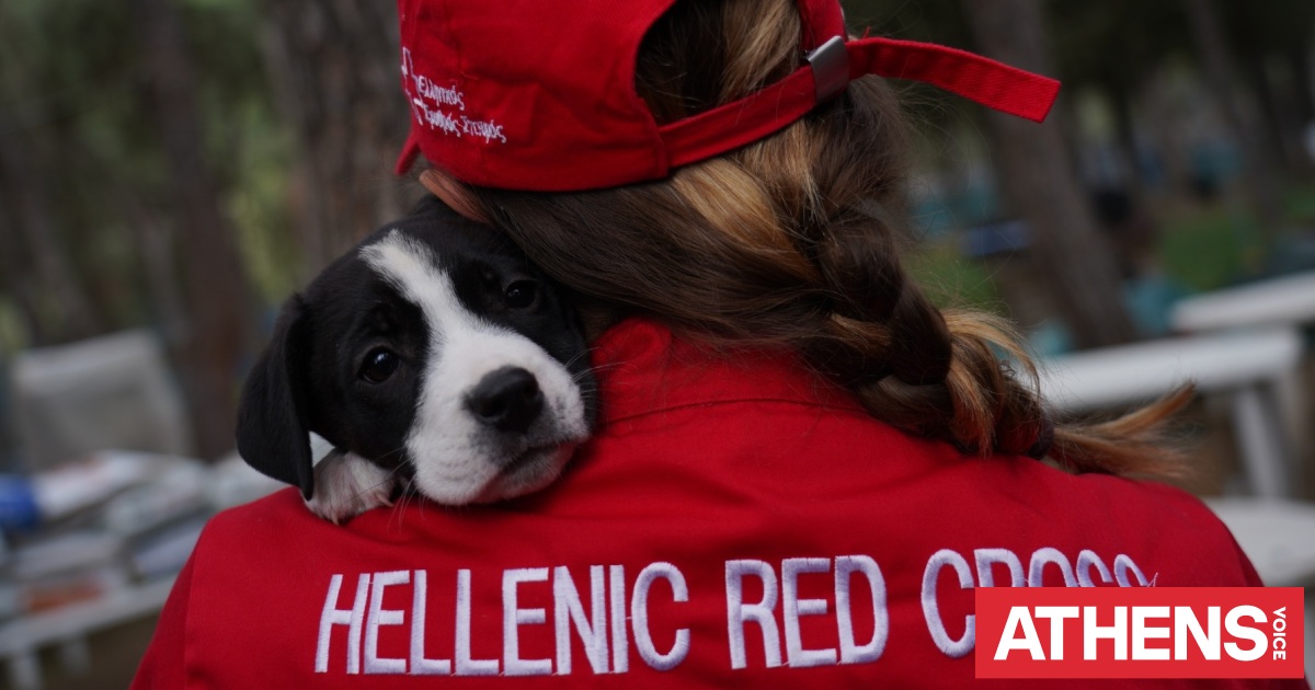 Ελληνικός Ερυθρός Σταυρός: Σεμινάρια πρώτων βοηθειών για σκύλους ...