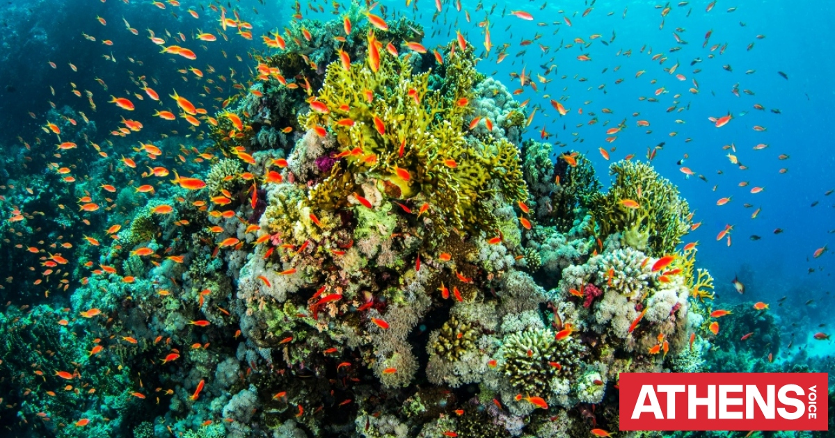 Ρύπανση - περιβάλλον: Σωματίδια ρύπων στα κοράλλια της Μεσογείου ...