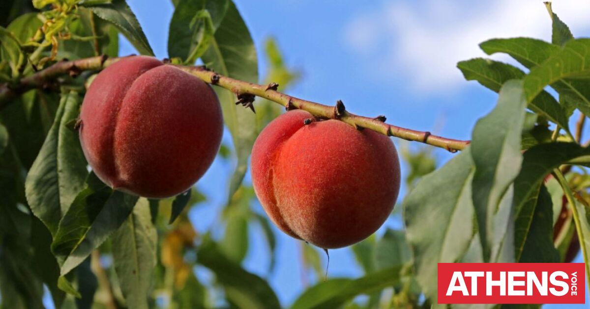Παραμορφωμένα ροδάκινα και νεκταρίνια σε Πέλλα και Ημαθία | Athens Voice