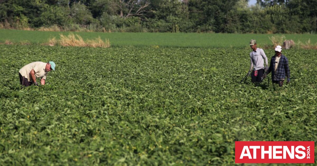 Νέα Μανωλάδα: Κρατούσαν αιχμάλωτους μετανάστες για να δουλεύουν ως ...