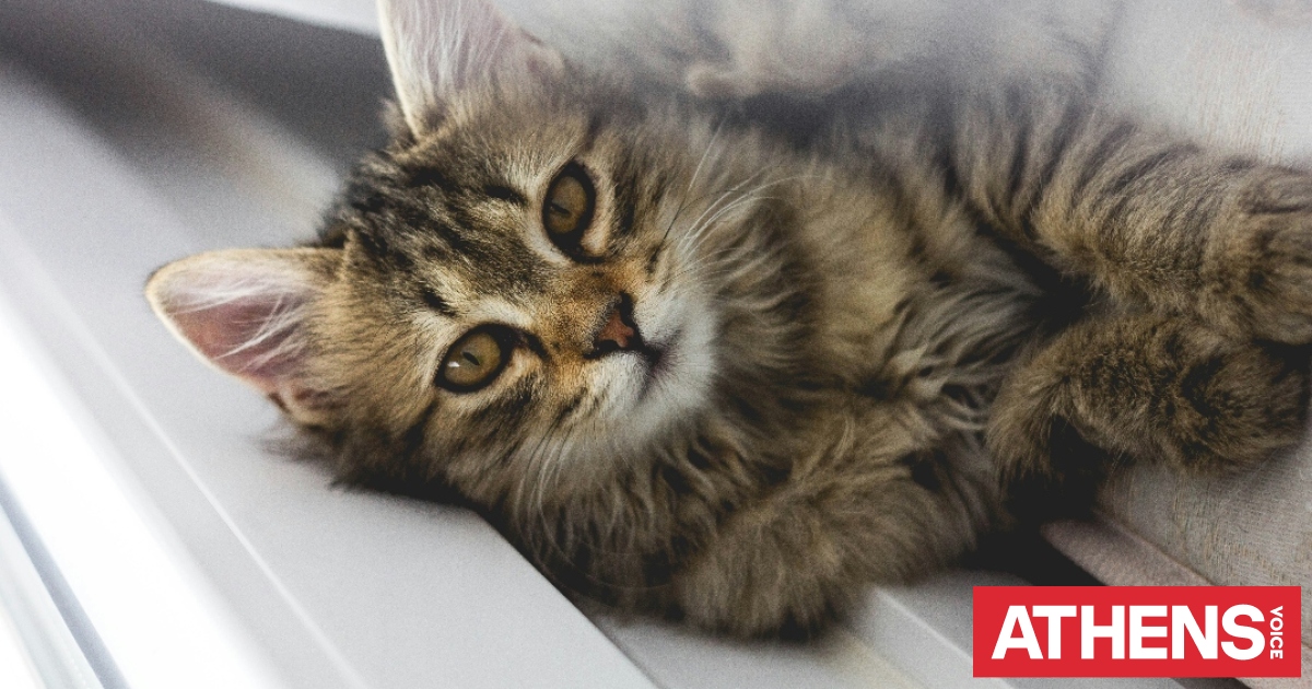 Γάτα γυρίζει σπίτι 13 χρόνια μετά: η συγκινητική ιστορία της Minx ...