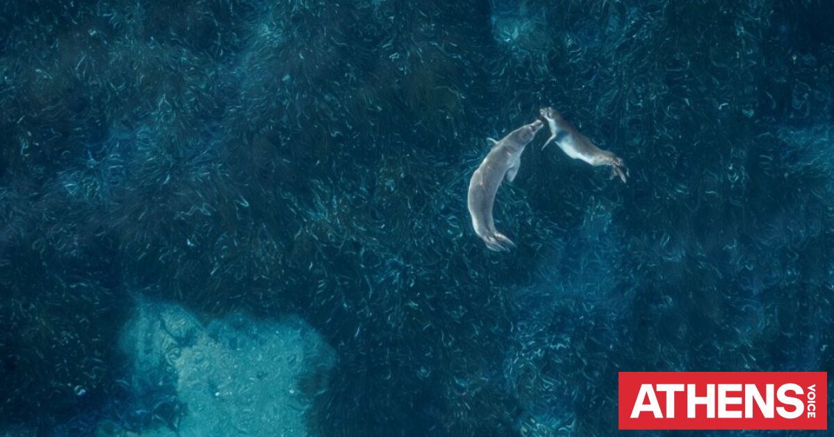 Seal Greece: 1000 μίλια για τις 1000 μεσογειακές φώκιες που απομένουν ...