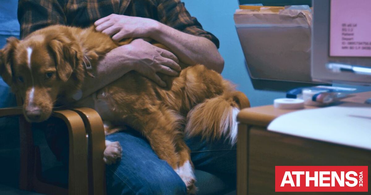 Good Boy: Το πιο αναμενόμενο θρίλερ της χρονιάς έρχεται στις αίθουσες από το Cinobo | Athens Voice