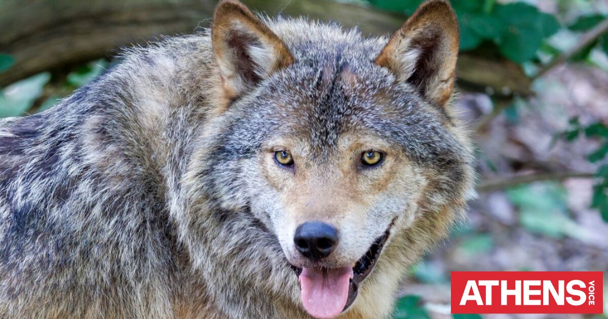 Λύκος άρπαξε νήπιο σε ζωολογικό κήπο ενώ οι γονείς ήταν απορροφημένοι ...